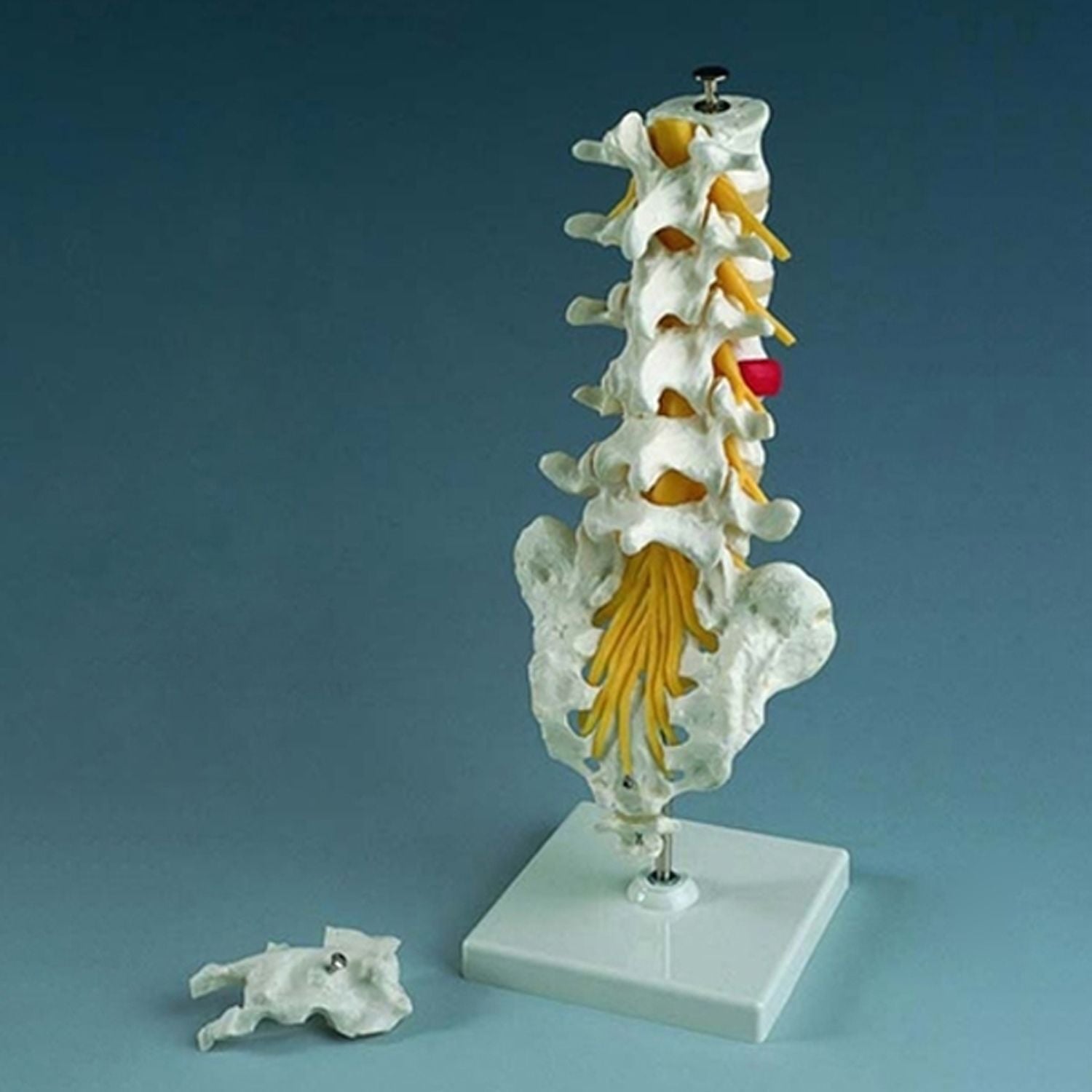 Lumbar Spine Model